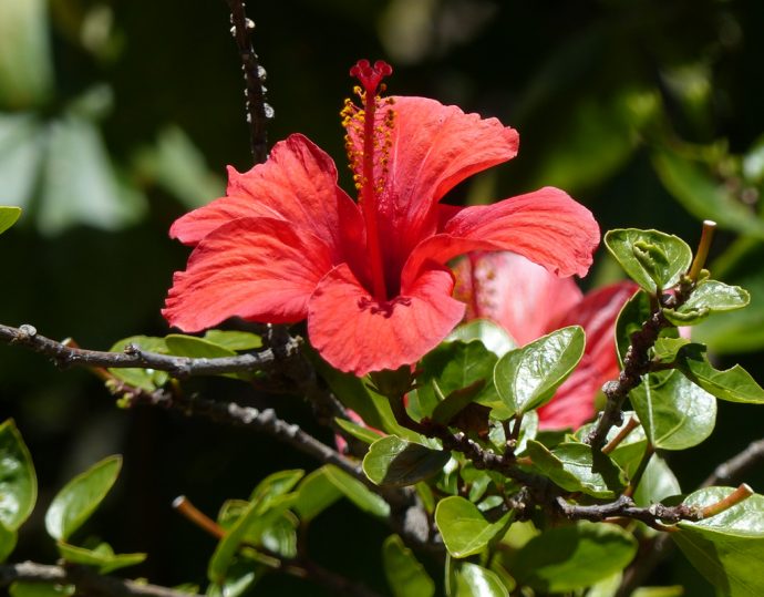 5 jours à Madère sans voiture & en solo de Funchal au Pico Ruivo - Blog ...